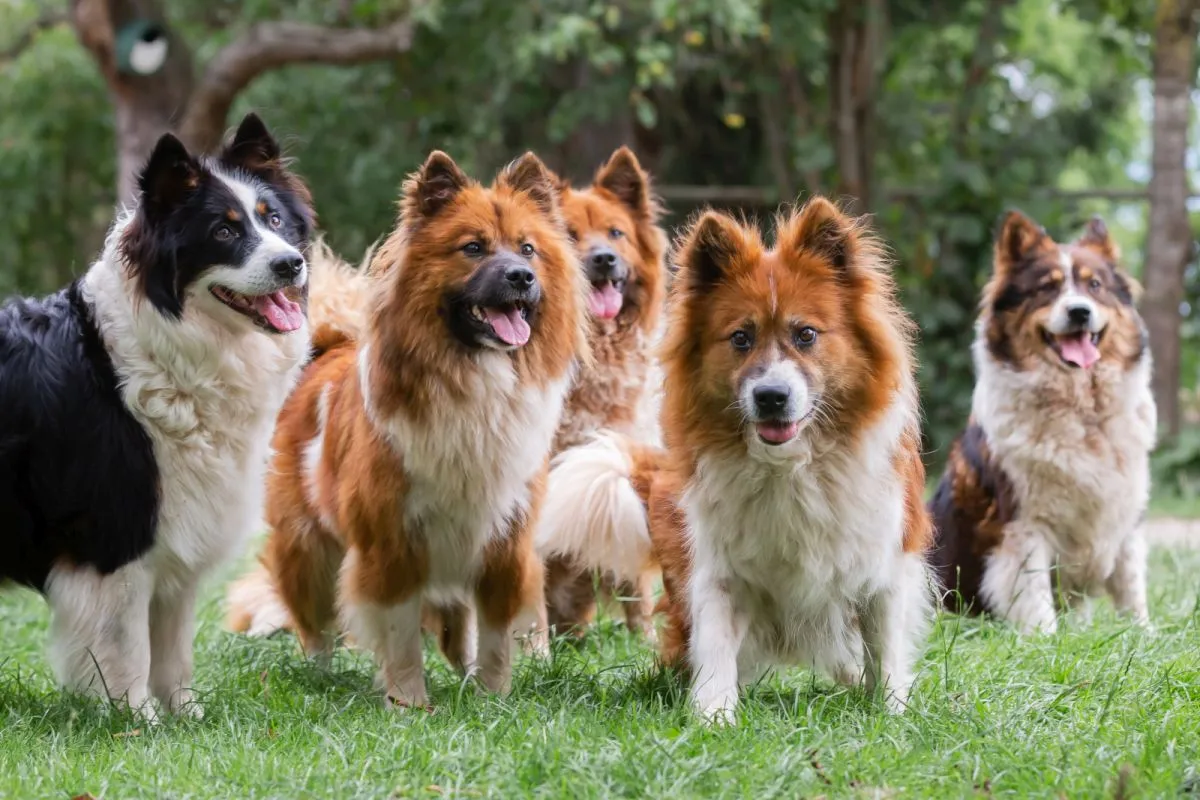 Elo Hund (Hunderasse) 🐕: Charakter, Haltung & Pflege | zooplus Magazin