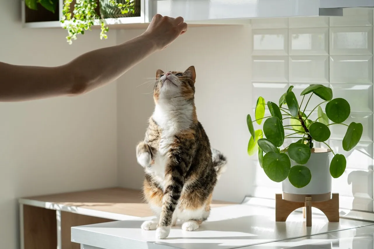 Motivierende Katze