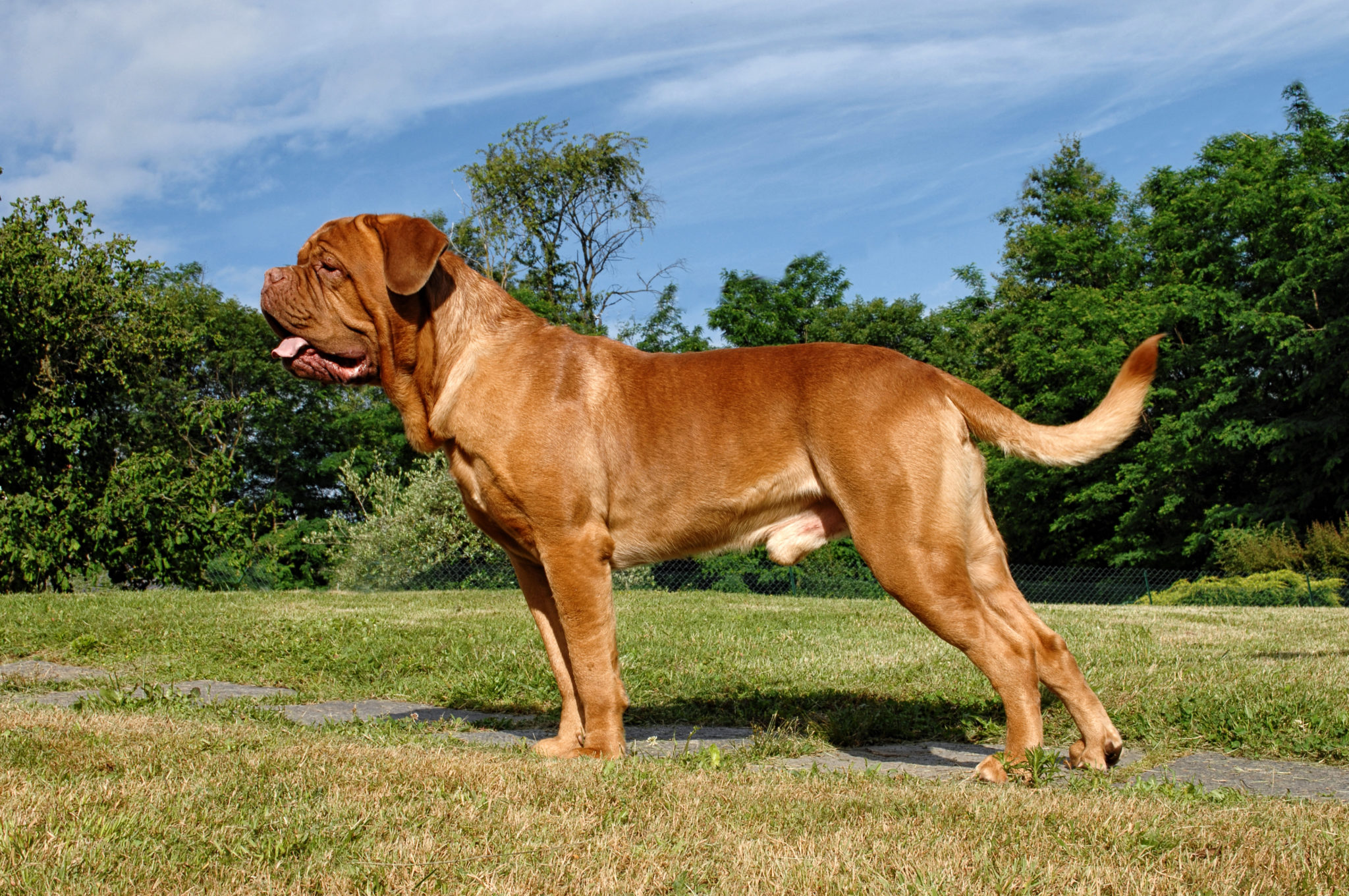 Bordeaux dogge Charakter, Haltung & Pflege | zooplus