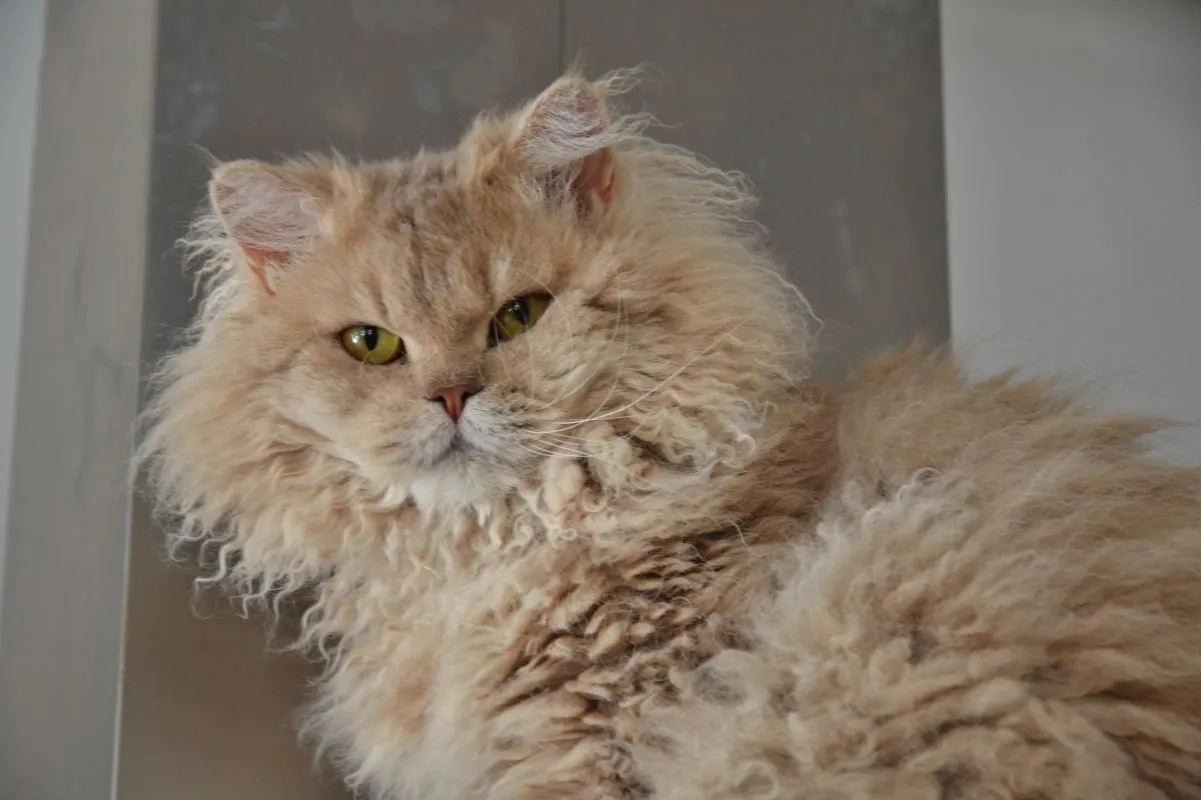 The SELKIRK REX: The Cat with Natural Curls That Will Steal Your Heart ...