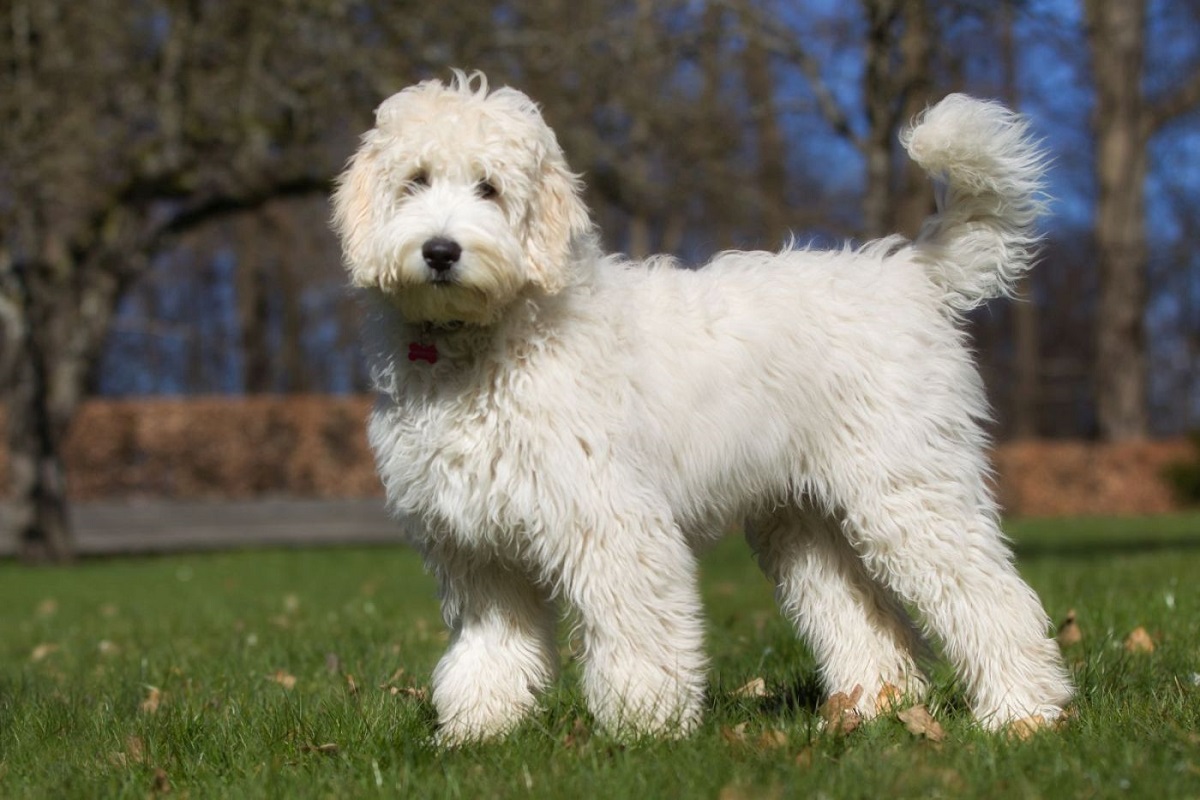 Labradoodle Australien Noir Et Blanc