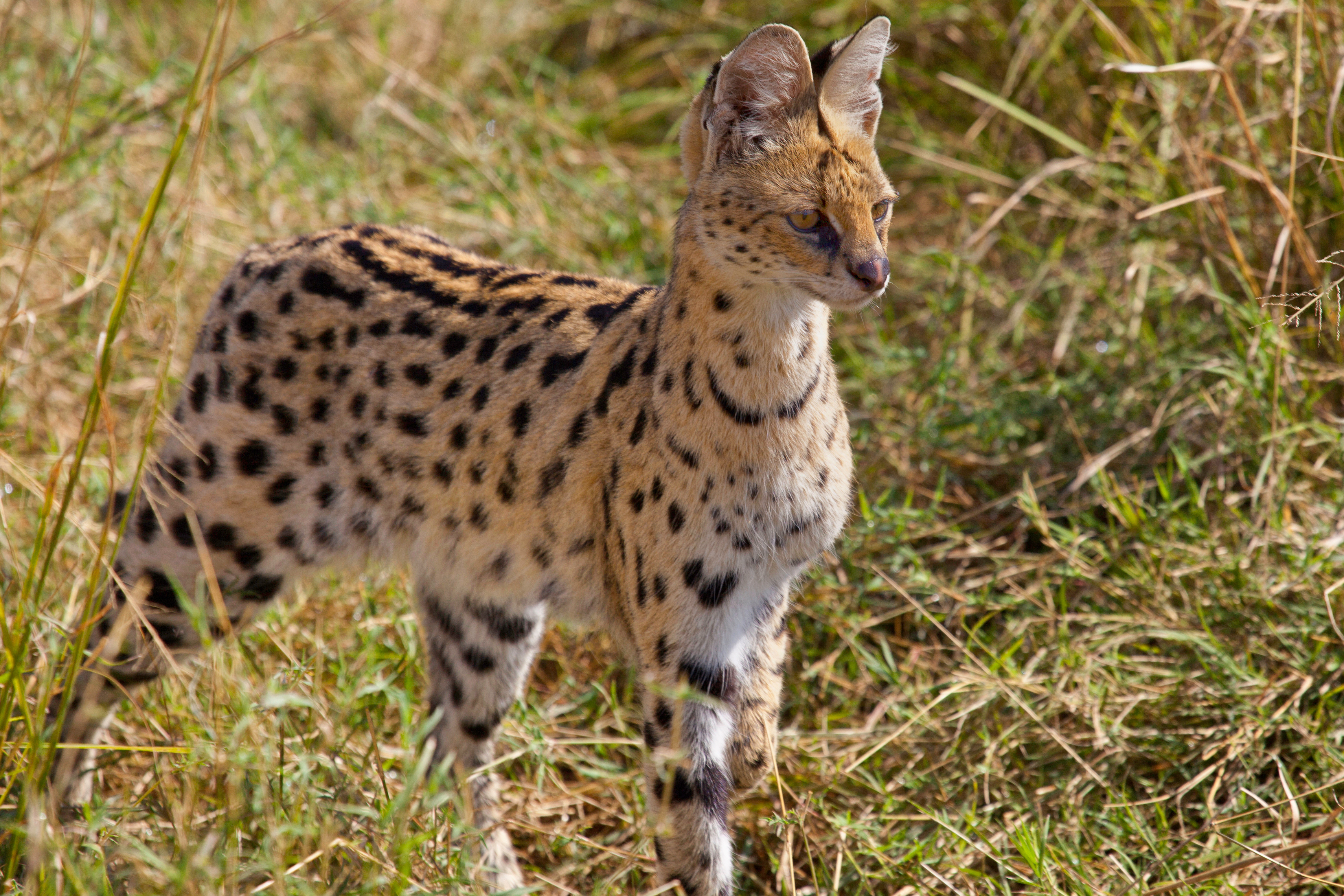 Serval Charakter, Heimat, Zucht & Pflege | zooplus