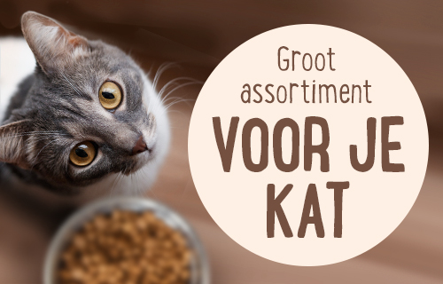 Kittens ontwormen: hoe doe je dit op een professionele manier? | zooplus