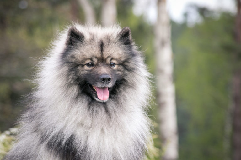 Wolfsspitz (Keeshond): Charakter, Fellpflege & Preise | zooplus Magazin