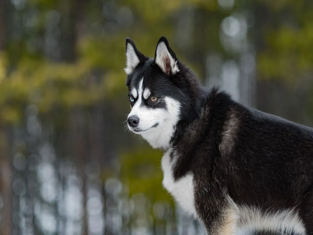 Mini Husky Volgroeid Alaskan Klee Kai (mini Husky)!