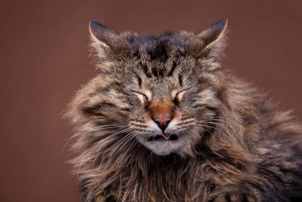 Wunderschone Wenn Katzen Niesen Fotos