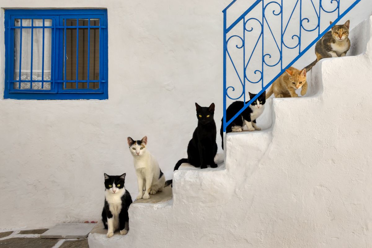 Menschen, Die Mit Katzenaugen Geboren Wurden Straßenkatzen Erkennen
