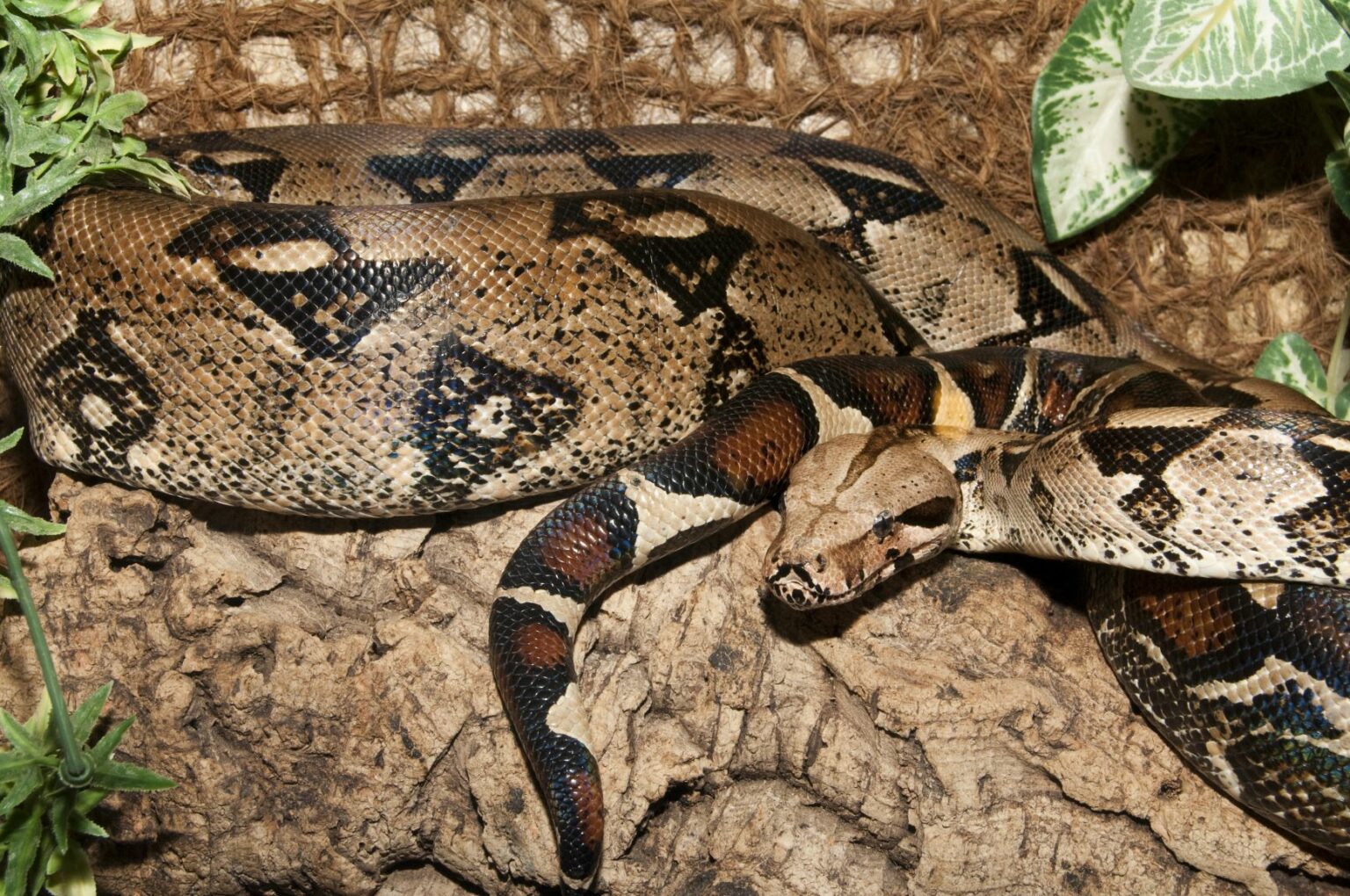 Boa constrictor (Abgottschlange): Alles zur Haltung im Terrarium | zooplus