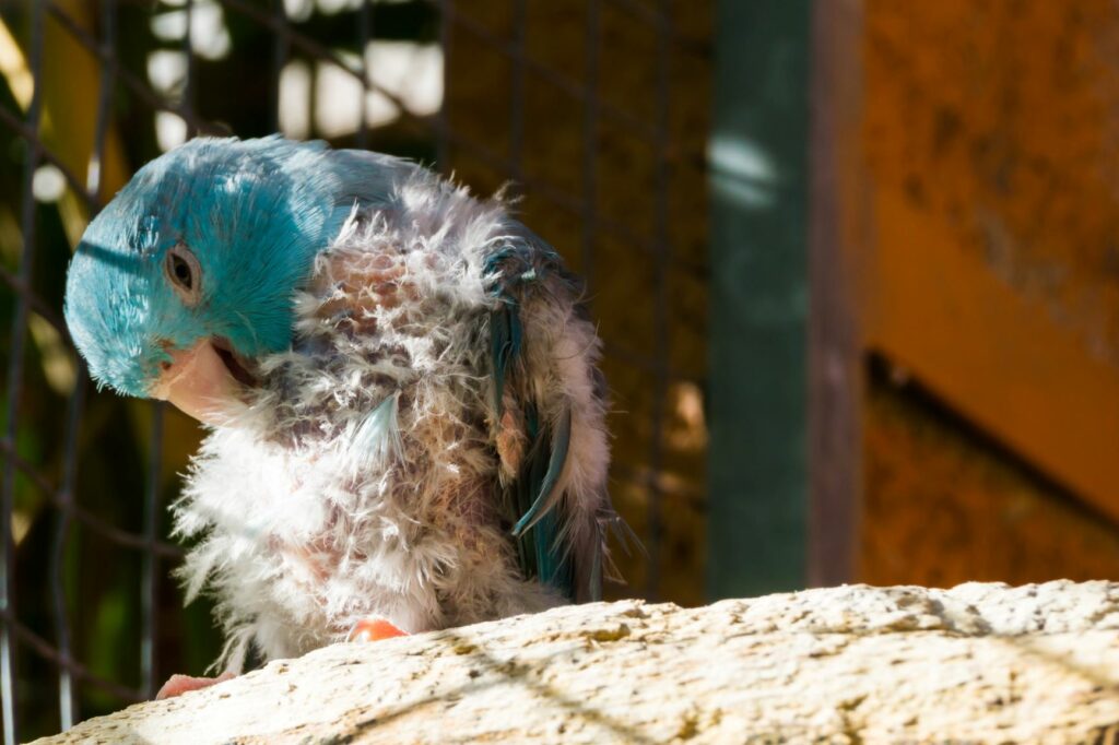 Milben bei Vögeln: Symptome, Behandlung, Vorbeugung | zooplus