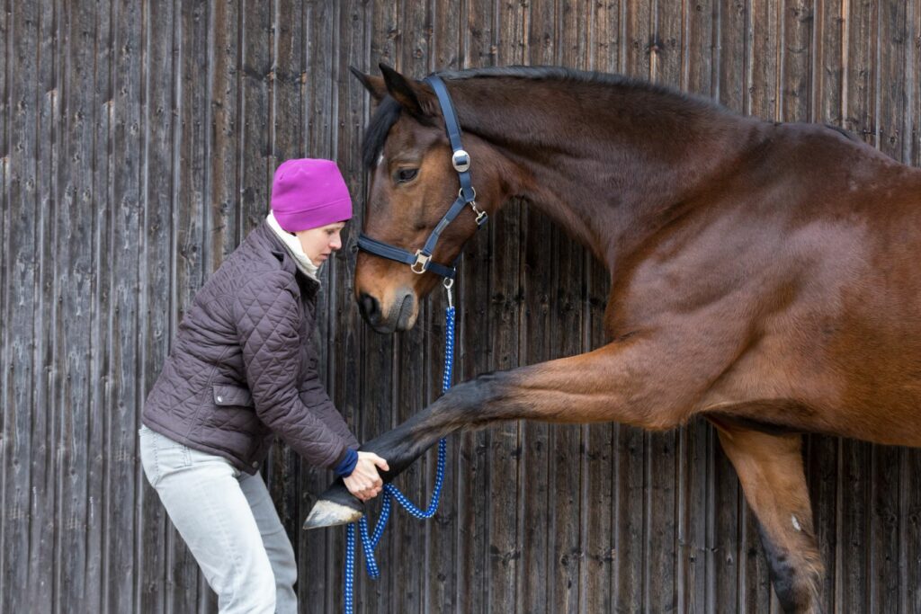 Hufrehe (Laminitis) beim Pferd: Symptome & Behandlung | zooplus