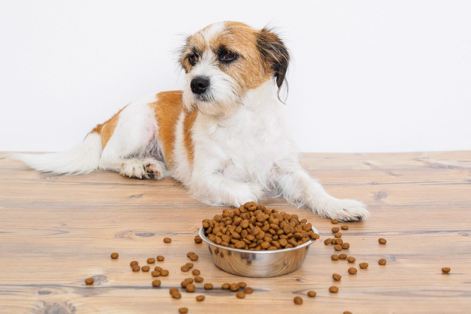 Präbiotika und Probiotika für Hunde | zooplus