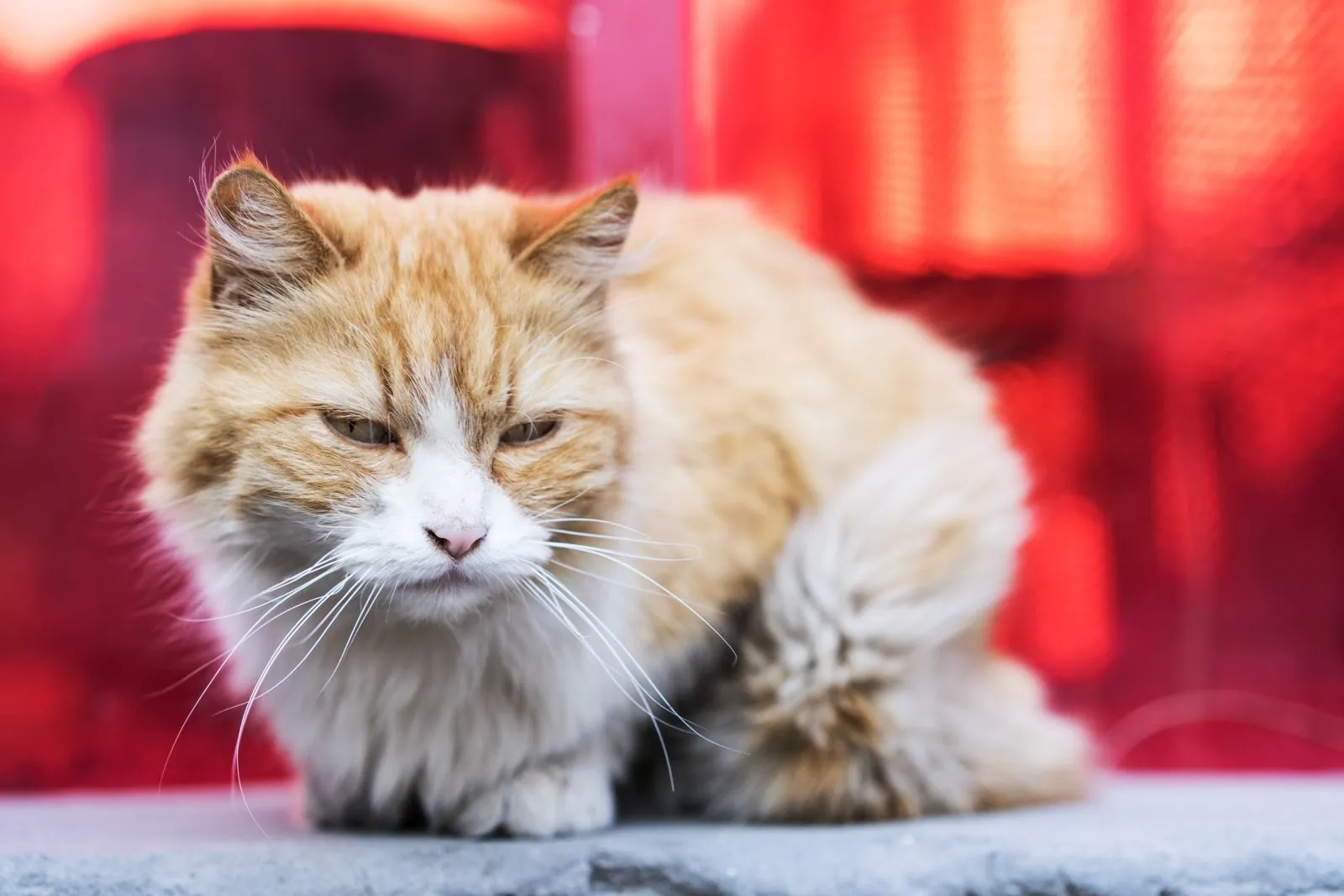 Katzenaids (FIV): Symptome, Behandlung, Prognose | zooplus