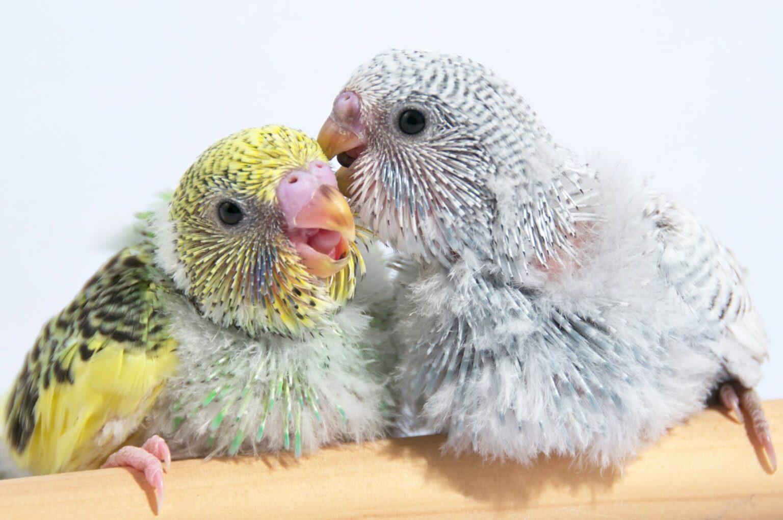 Polyomavirus bei Wellensittichen (Französische Mauser) | zooplus