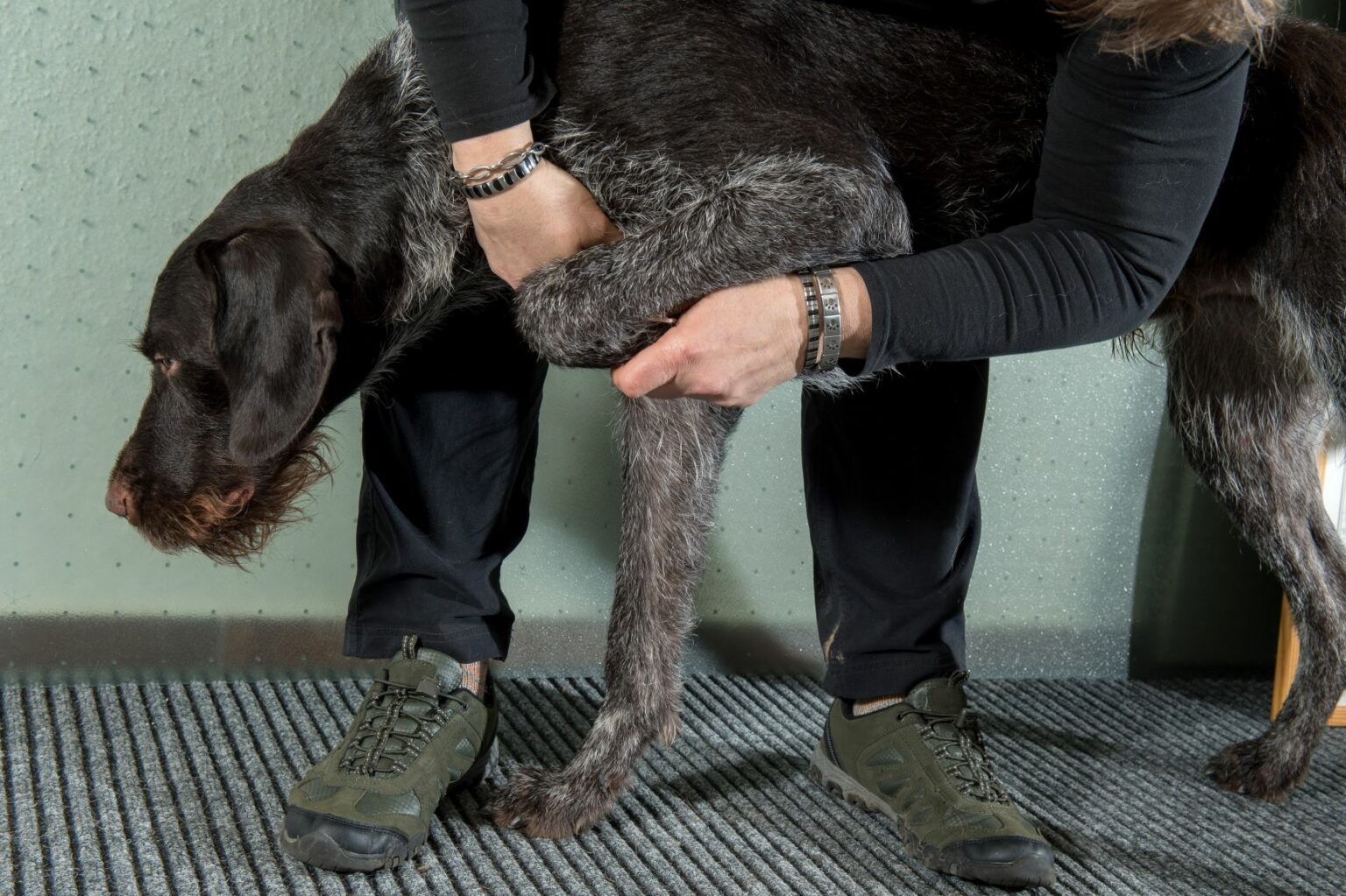 Rheuma Bei Hunden