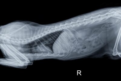Die Anatomie der Katze: Alles über den Körperbau | zooplus