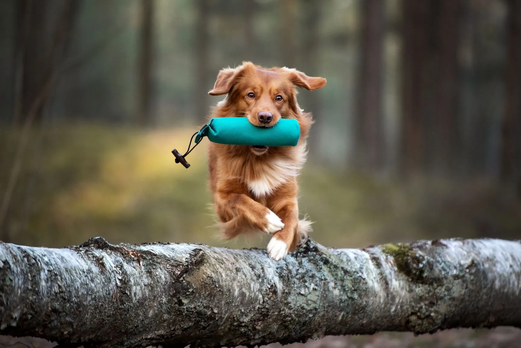 Fitness für Hunde: So klappt's mit dem Idealgewicht | zooplus