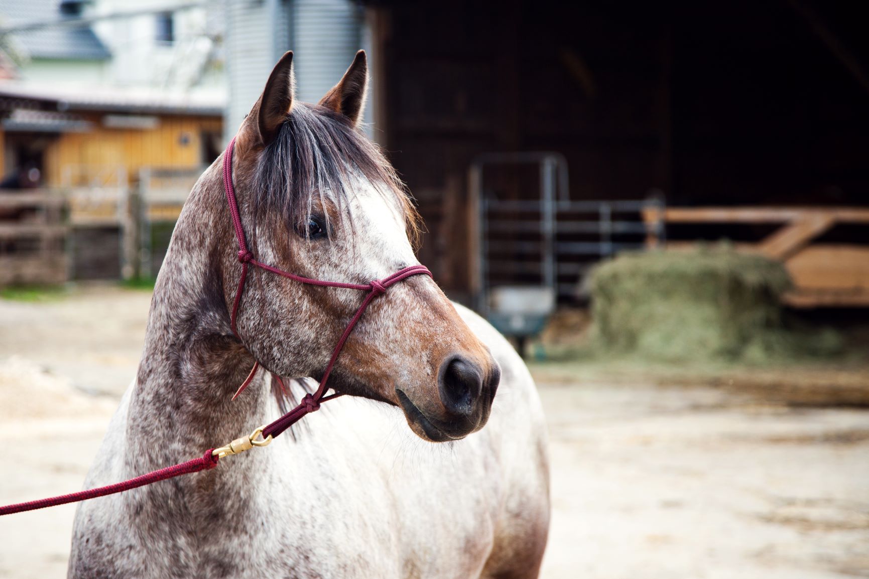 Pferdekauf: Tipps und Checkliste | zooplus Pferdemagazin Pferdekauf: Tipps und Checkliste | zooplus Pferdemagazin