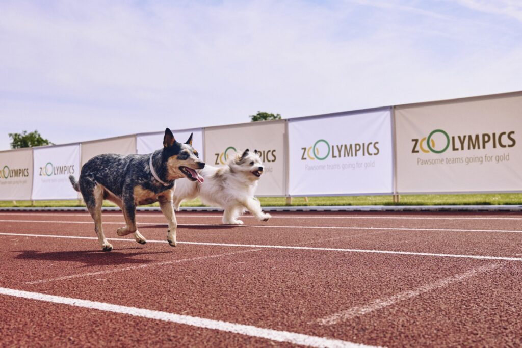 Agility mit dem Hund: Voraussetzungen & Geräte | zooplus Magazin Agility mit dem Hund: Voraussetzungen & Geräte | zooplus Magazin