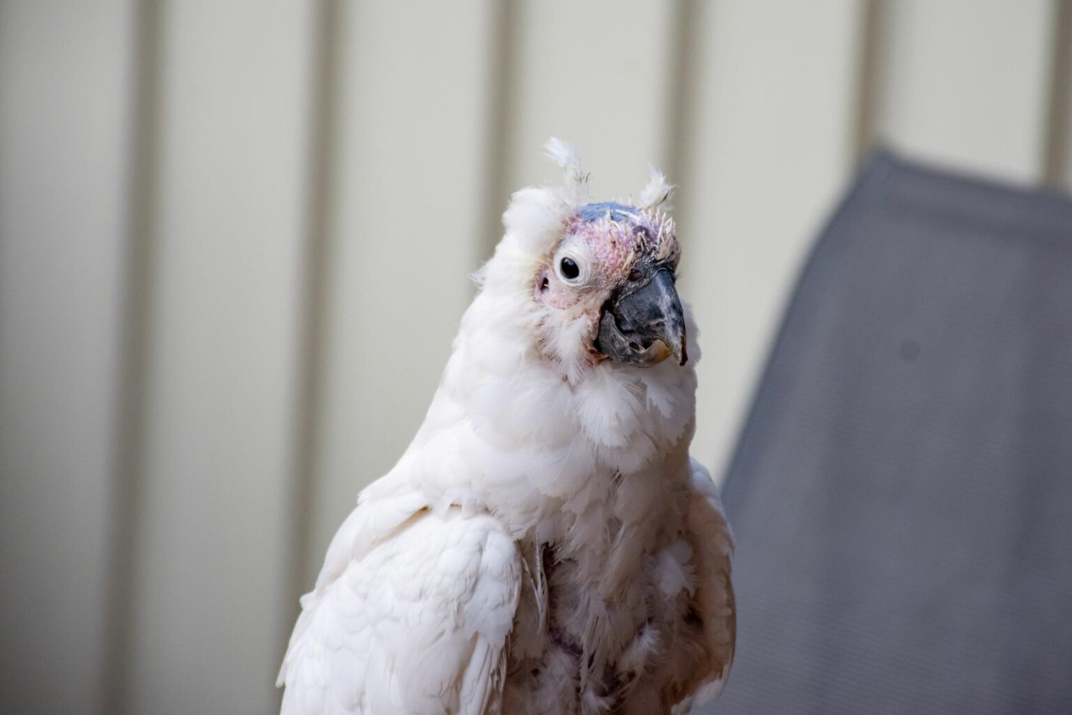 PBFD bei Papageien (Psittacine Beak and Feather Disease) | zooplus