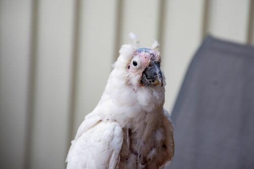 PBFD bei Papageien (Psittacine Beak and Feather Disease) | zooplus