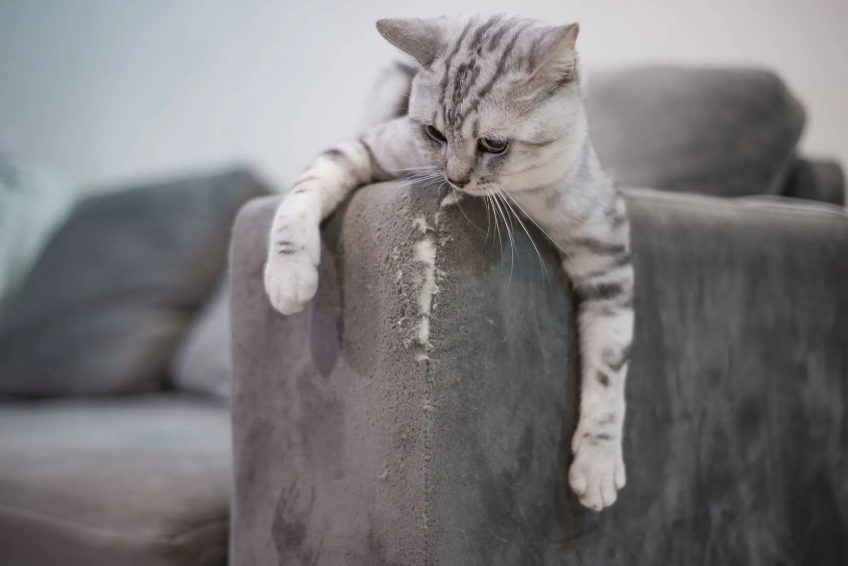 Hilfe, meine Katze kratzt am Sofa! Was tun? | zooplus