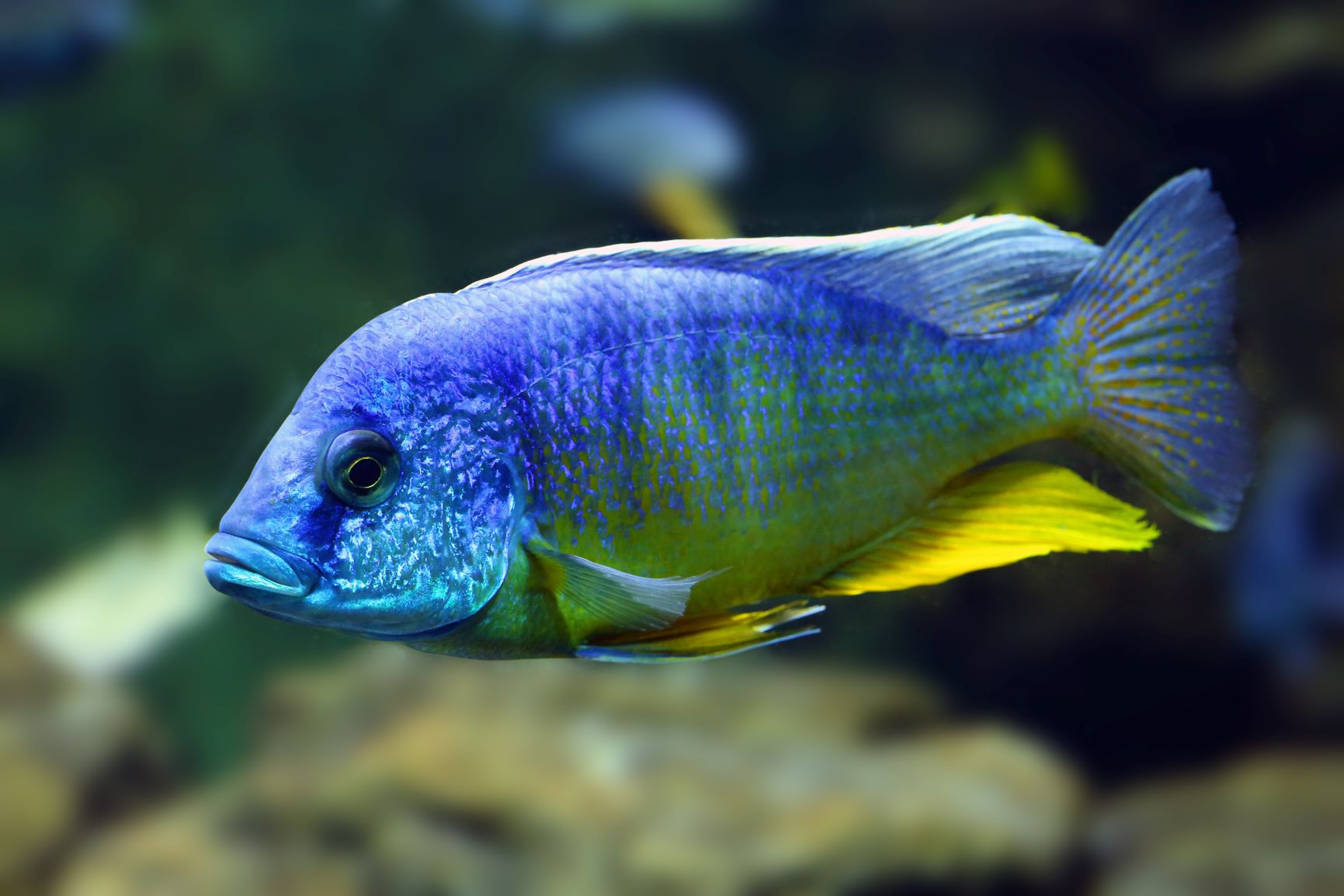 Malawiseebuntbarsch (Malawi-Cichliden) | zooplus Magazin