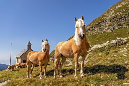 Haflinger: Aussehen, Charakter, Haltung & Kosten | zooplus Haflinger: Aussehen, Charakter, Haltung & Kosten | zooplus