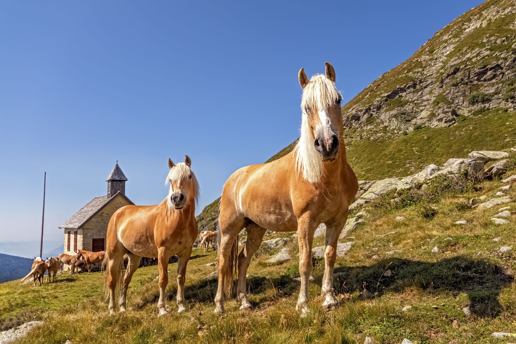 Haflinger: Aussehen, Charakter, Haltung & Kosten | zooplus