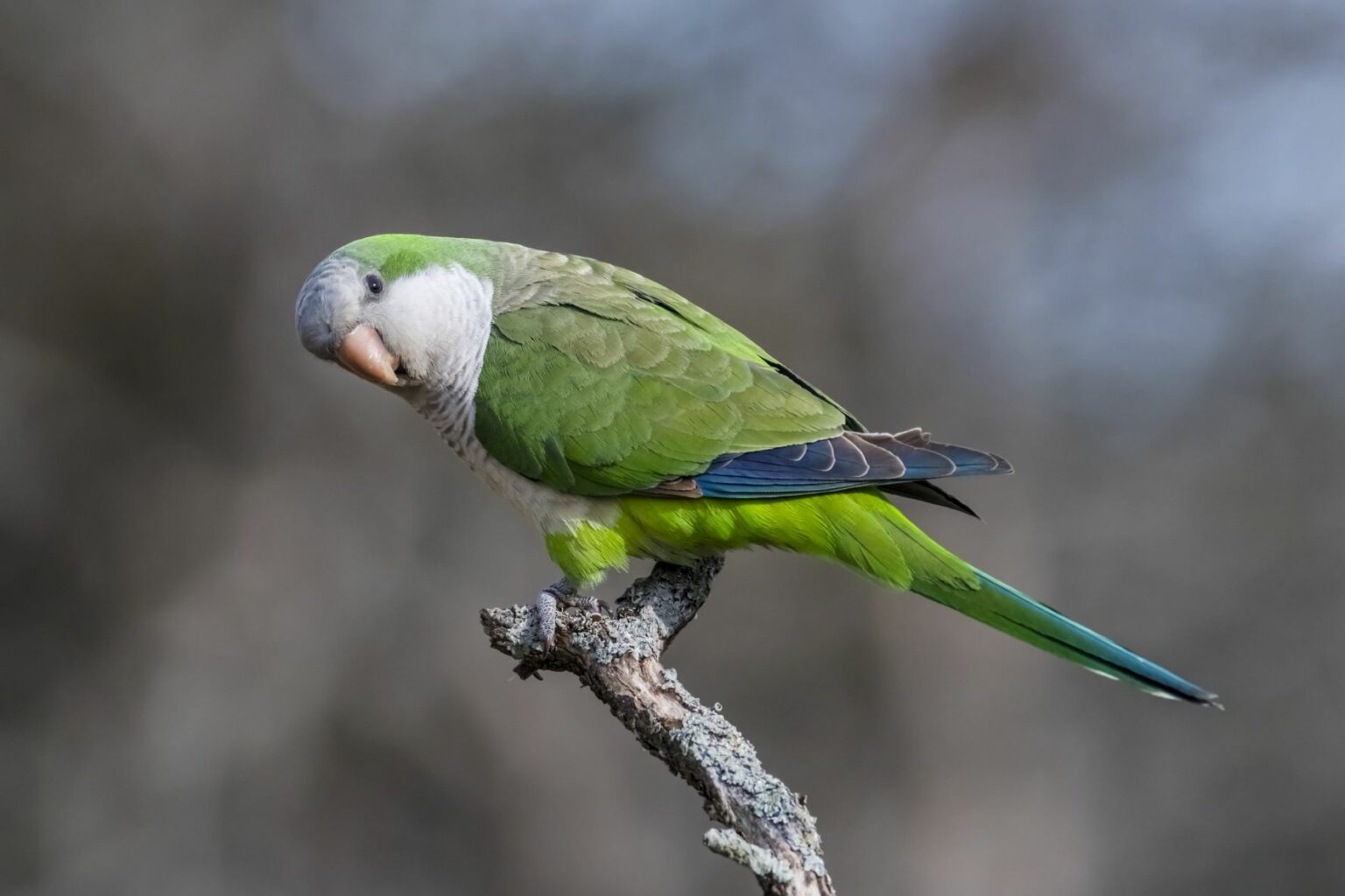 Mönchssittich (Myiopsitta monachus): Charakter & Haltung | zooplus