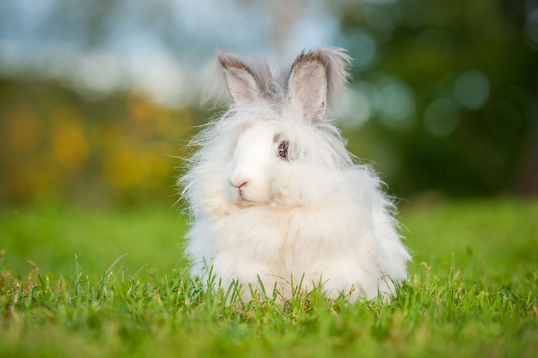 Angorakaninchen: Aussehen, Haltung & Gesundheit | zooplus Magazin
