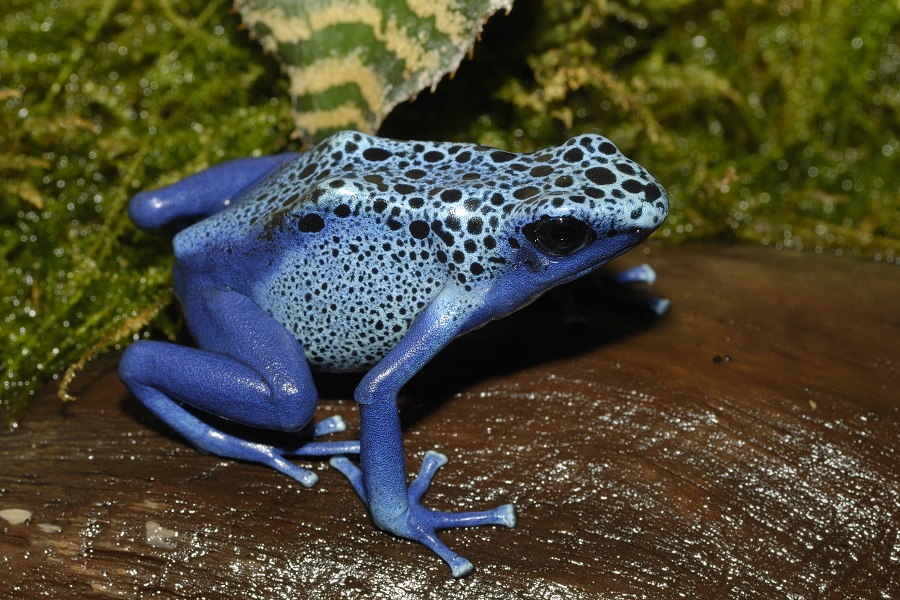 Grüner Giftiger Pfeilfrosch