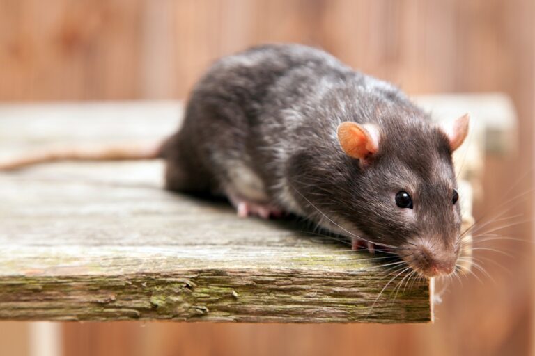 10 Tipps zur Haltung von Ratten | zooplus Magazine