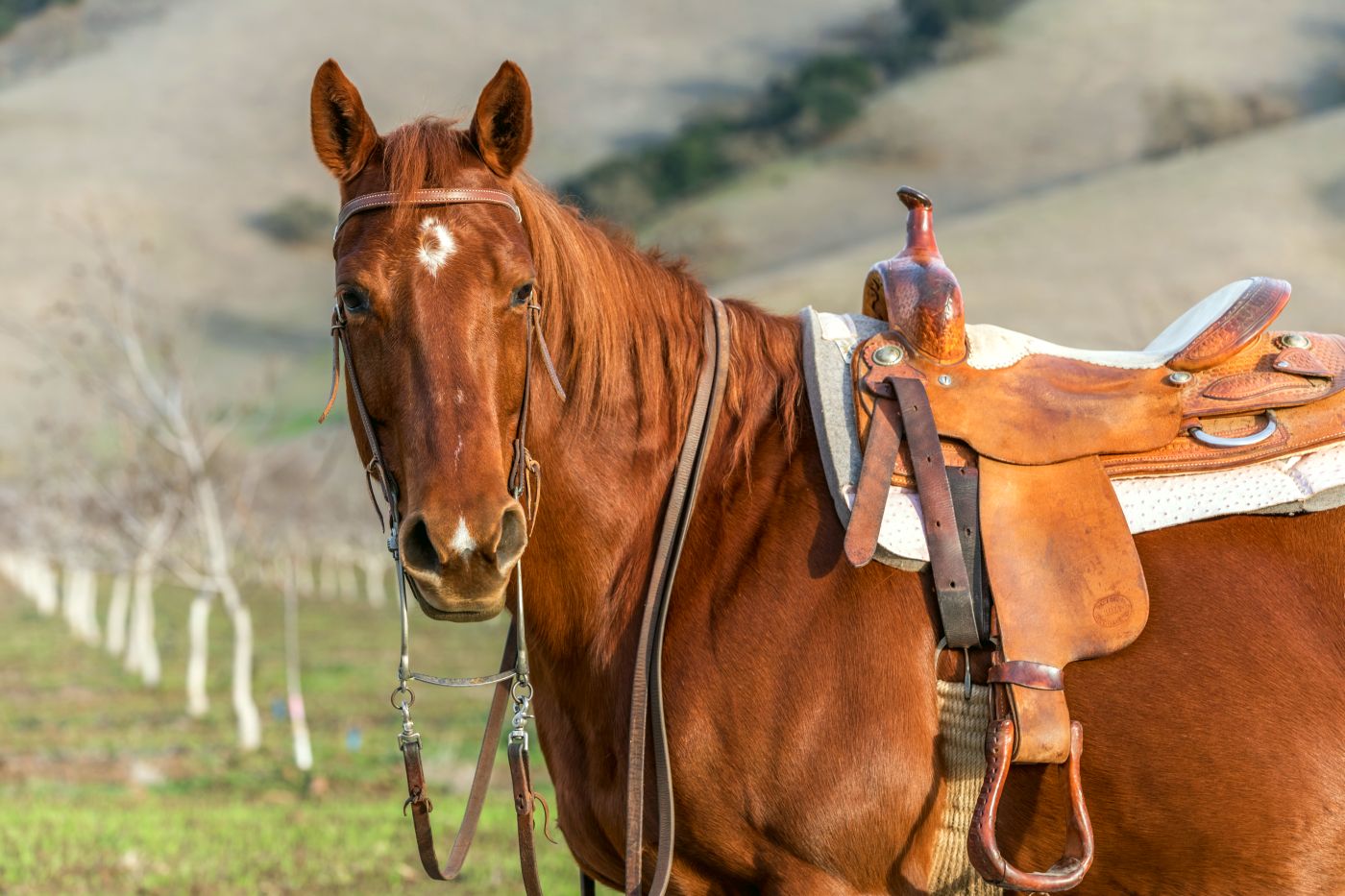 Quarter Horse Bianco E Nero Oldies Are Goldies Diese Quarter Horses