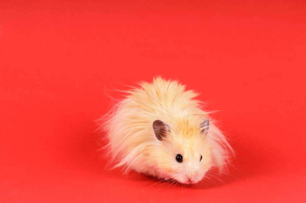 Teddy-Hamster: Charakter und Pflege | zooplus Magazin