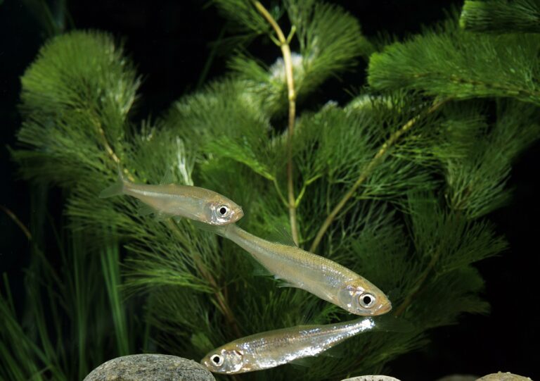 Moderlieschen: Haltung im Aquarium | zooplus