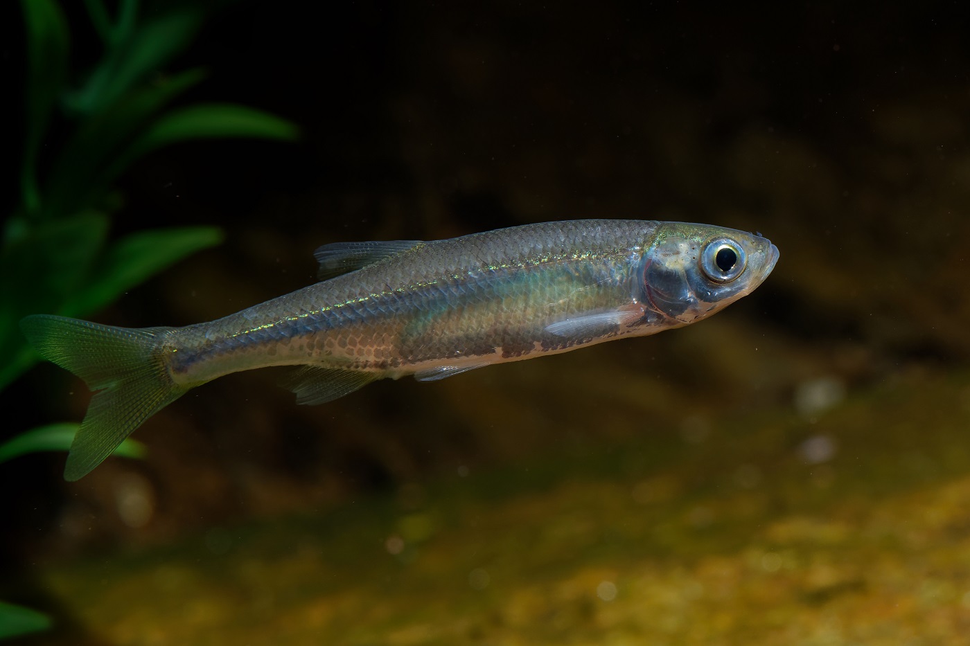 Moderlieschen: Haltung im Aquarium | zooplus