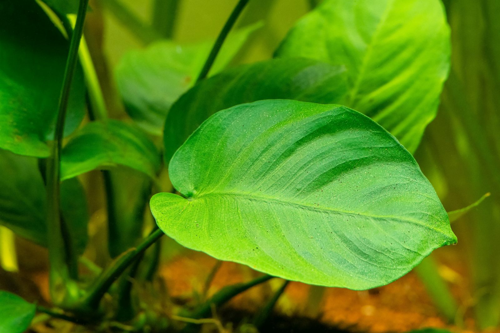Anubia Plant Care 10+ Popular Anubias Species For Planted Aquariums ...