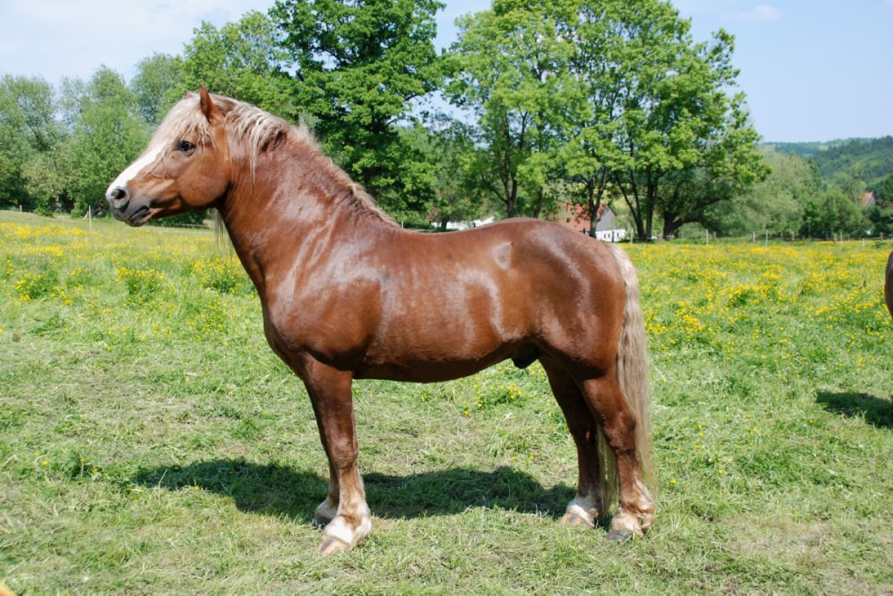 Schwarzwälder Kaltblut: Aussehen & Wesen | zooplus Magazin