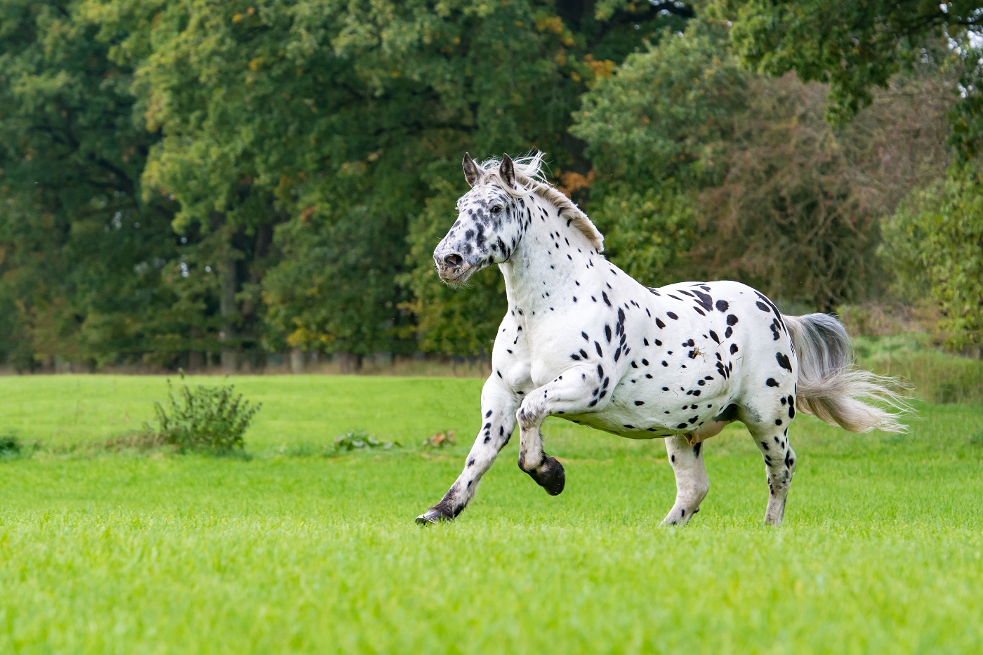 Noriker: Das Rasseportrait | zooplus Magazin