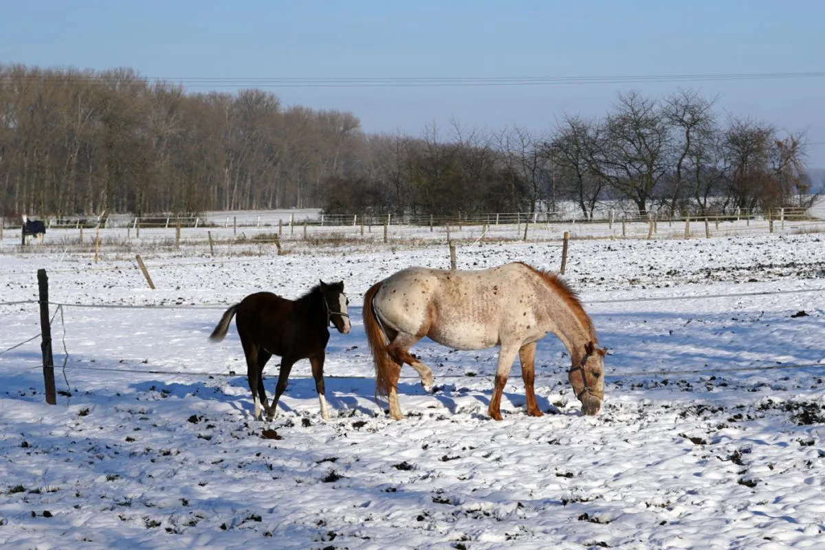 Hahnentritt beim Pferd | zooplus Magazine