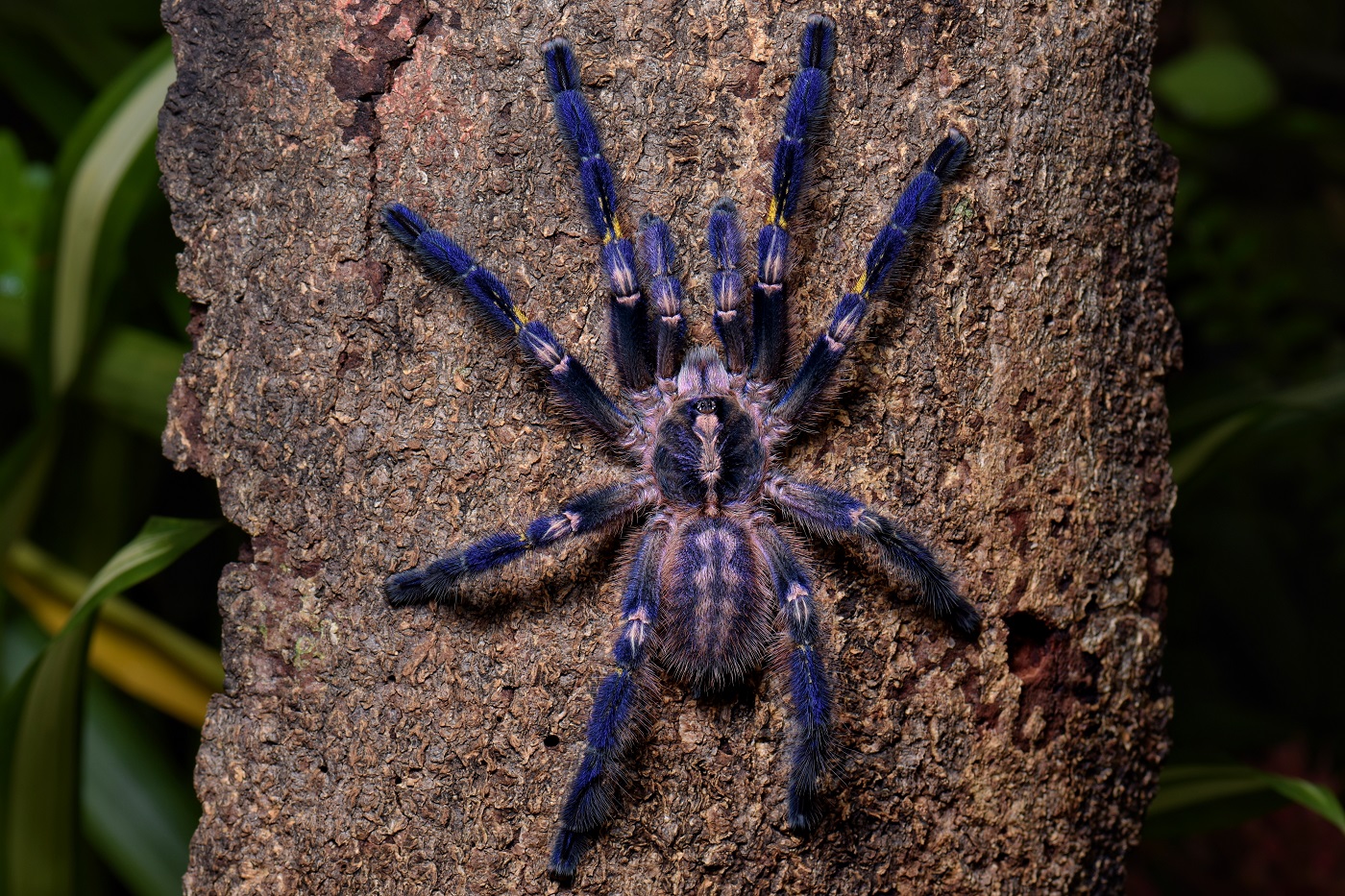 Lila Tarantel Spinne Blaue Malaysia Vogelspinne – Wikipedia