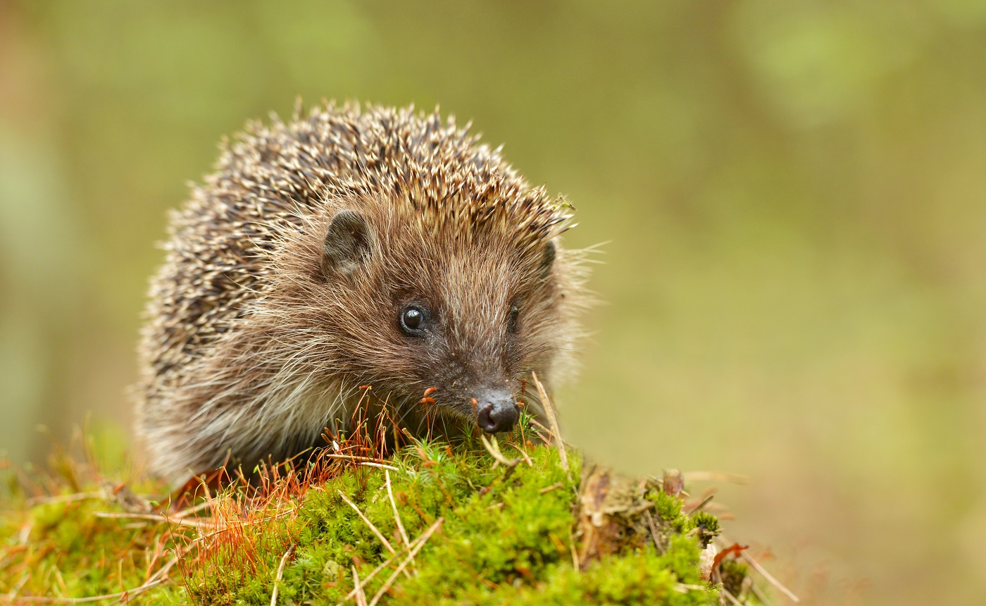 Der Süßeste Igel Der Welt