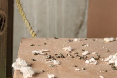 Mäuse im Haus: Wie wird man sie los? | zooplus Magazine