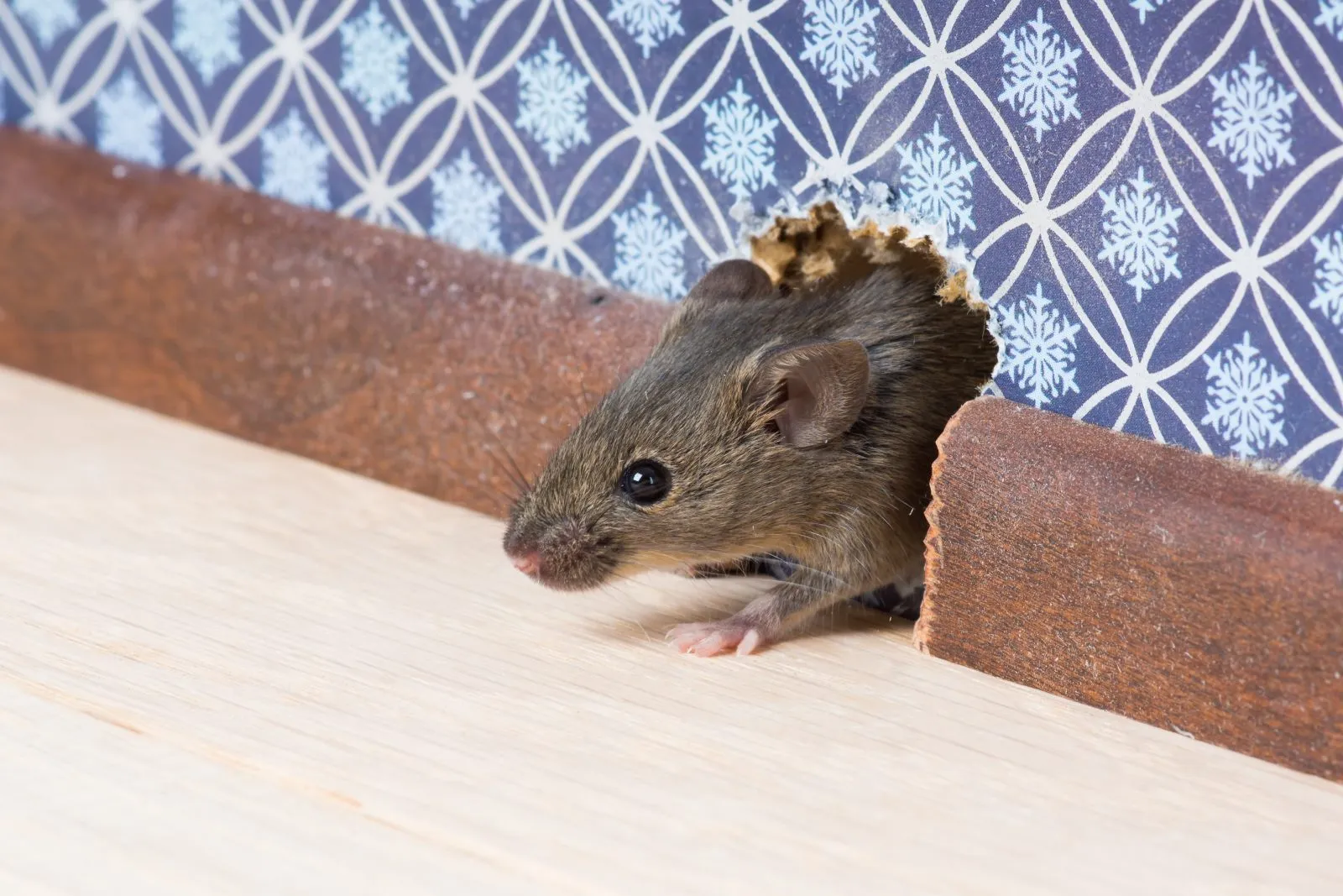 Mäuse im Haus: Wie wird man sie los? | zooplus Magazine