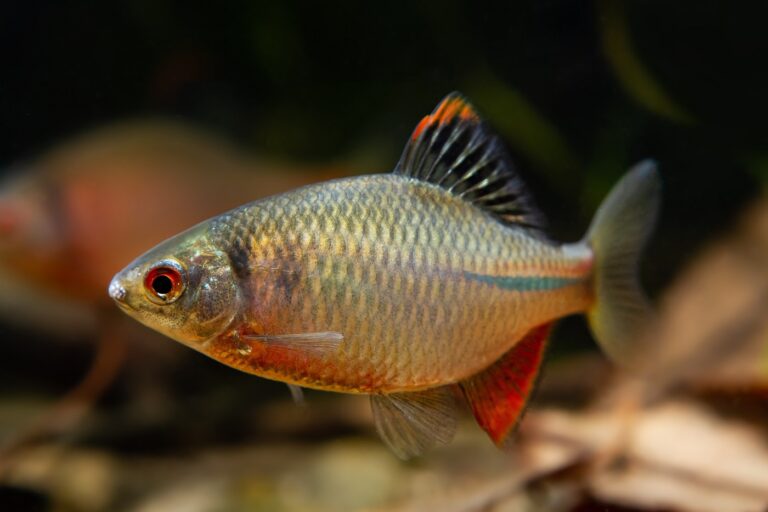 Bitterling | zooplus Magazin