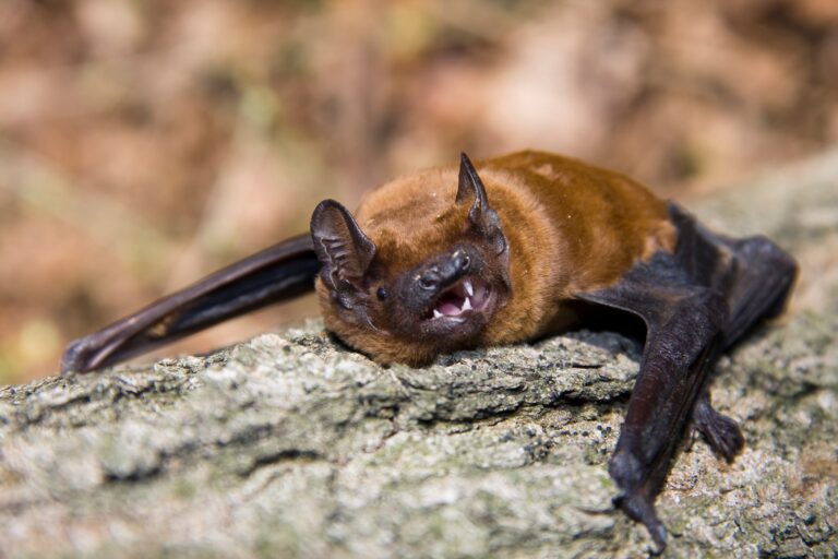 Fledermaus: Faszinierende Nachtschwärmer | zooplus Magazin