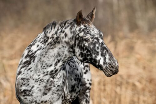 Knabstrupper im Rasseporträt | zooplus Magazin