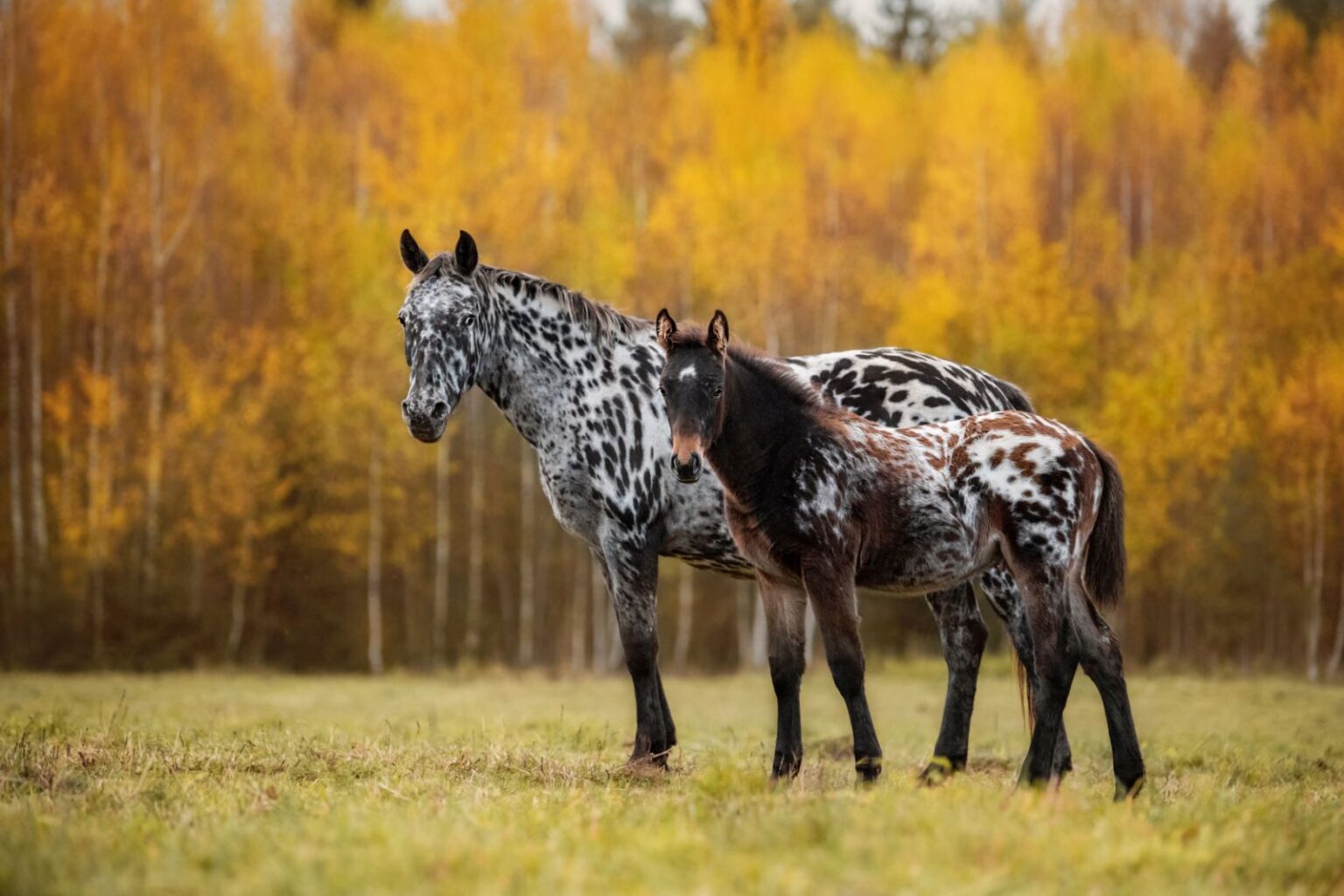 Knabstrupper im Rasseporträt | zooplus Magazin