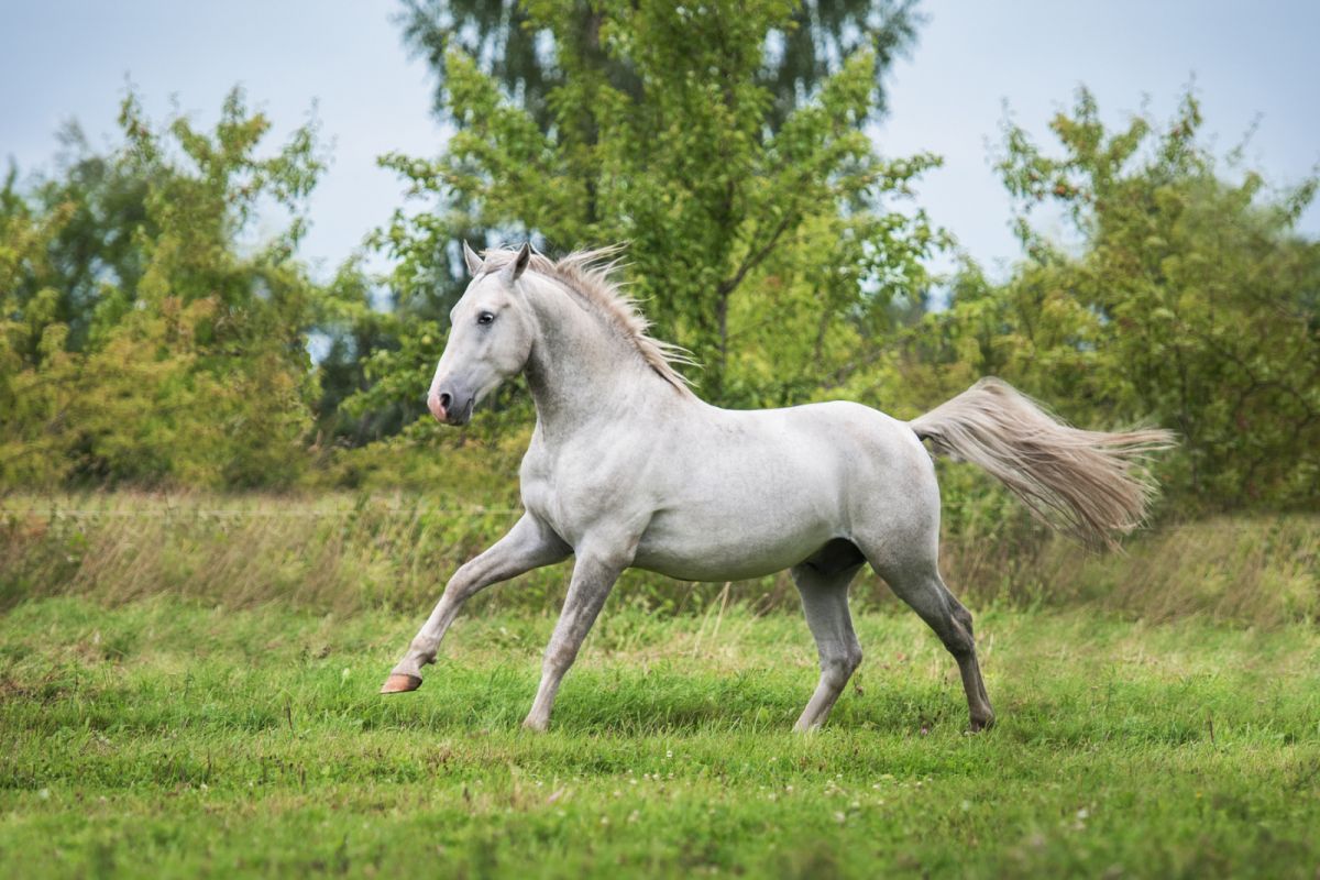 Lipizzaner im Rasseporträt | zooplus Magazin