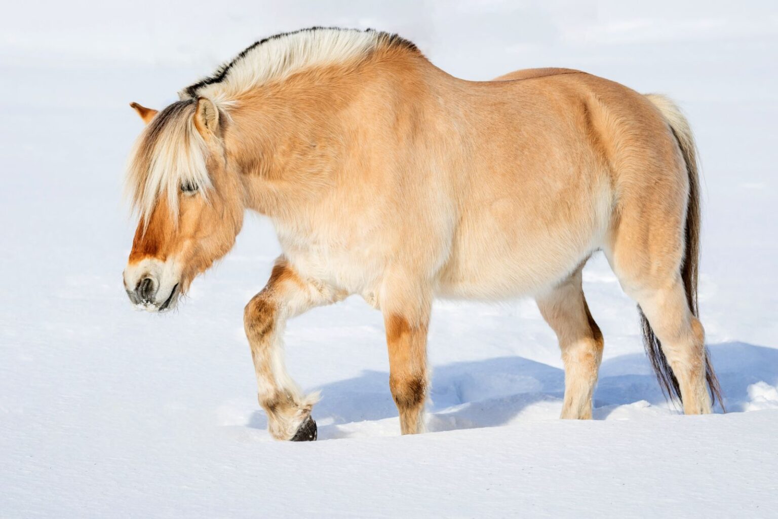 Norwegisches Fjordpferd im Rasseporträt | zooplus Magazin